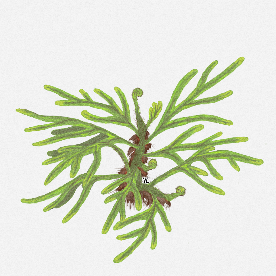 Microsorum Pteropus "Trident" - Trident Fern – Zenterior Design Inc.